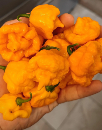 Yellow Scotch Brain – Arctic Chili