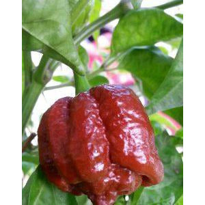 Moruga Scorpion Chocolate HOT – Arctic Chili
