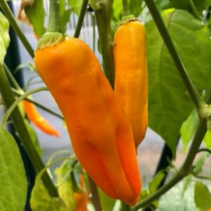 Aji Golden – Arctic Chili