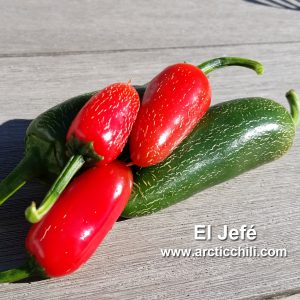 Jalapeno El Jefe – Arctic Chili