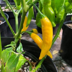 Aji Lemondrop DSRP – Arctic Chili