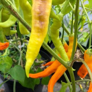 Silly A Top – Arctic Chili