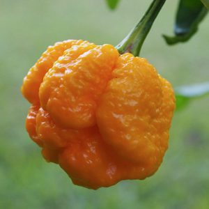 Brainstrain Yellow – Arctic Chili