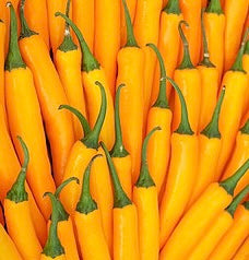 Cap 1639 – Arctic Chili