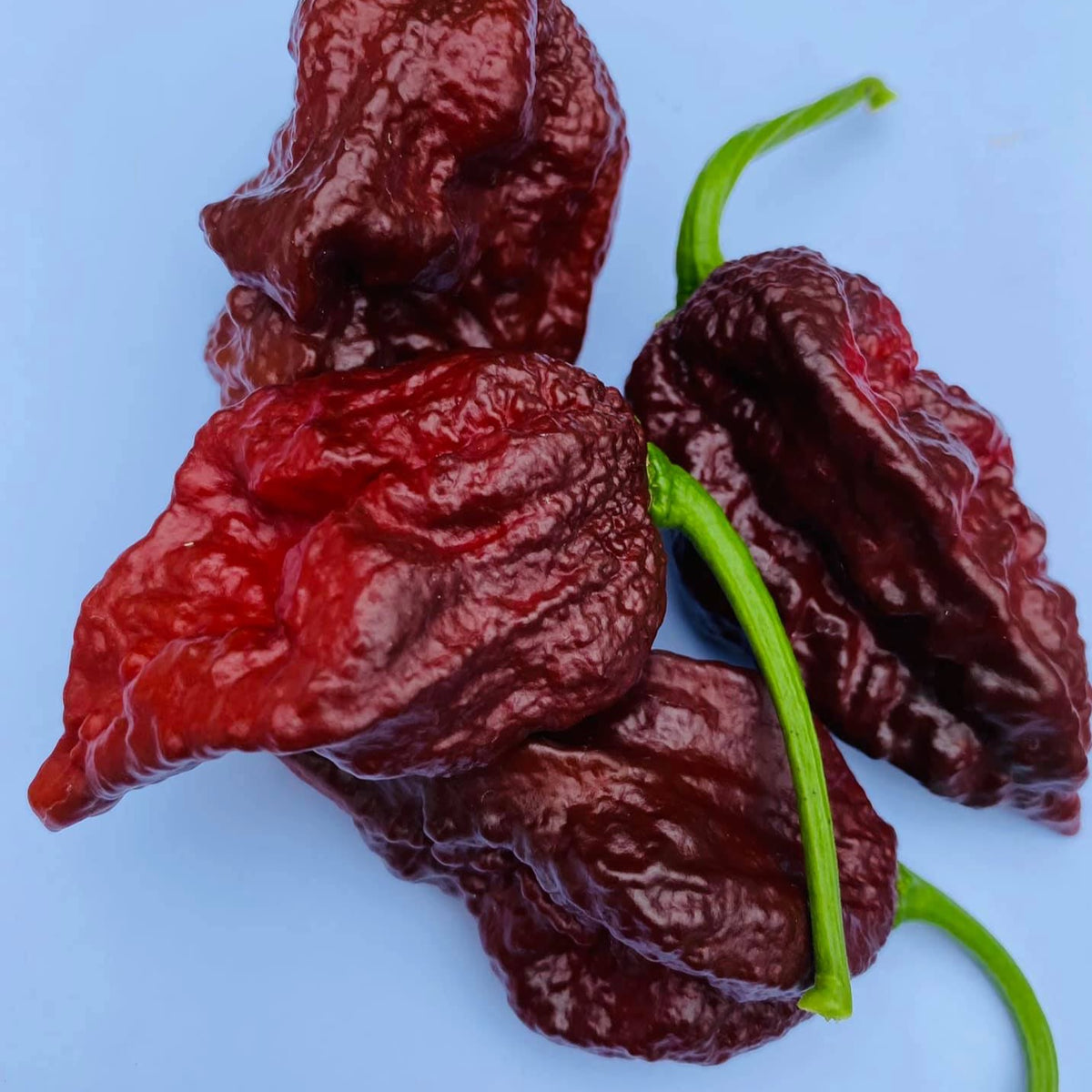 Giant Naga Black – Arctic Chili
