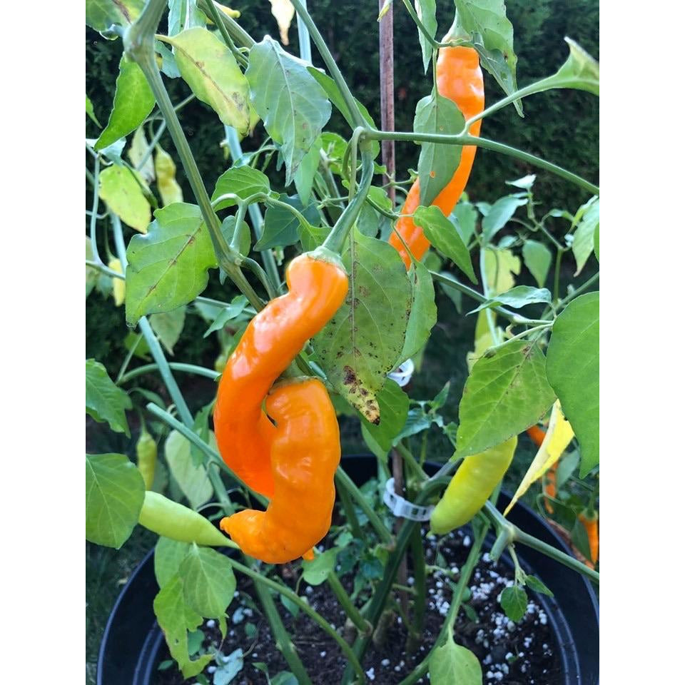 Aji Golden – Arctic Chili