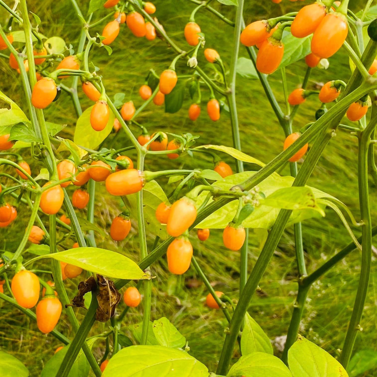 Wild Brazil – Arctic Chili