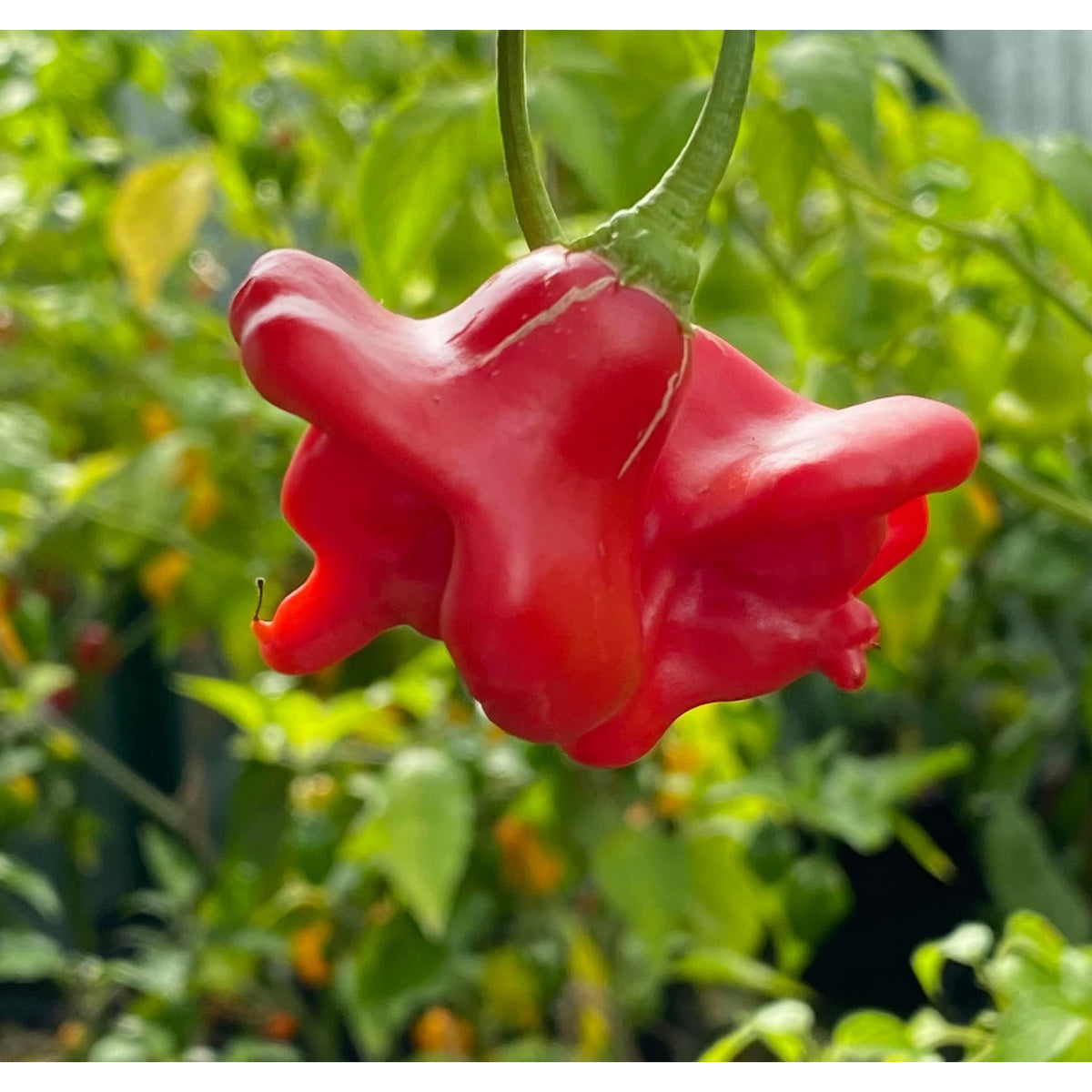 Trinidad Perfume / Xmas Bell – Arctic Chili