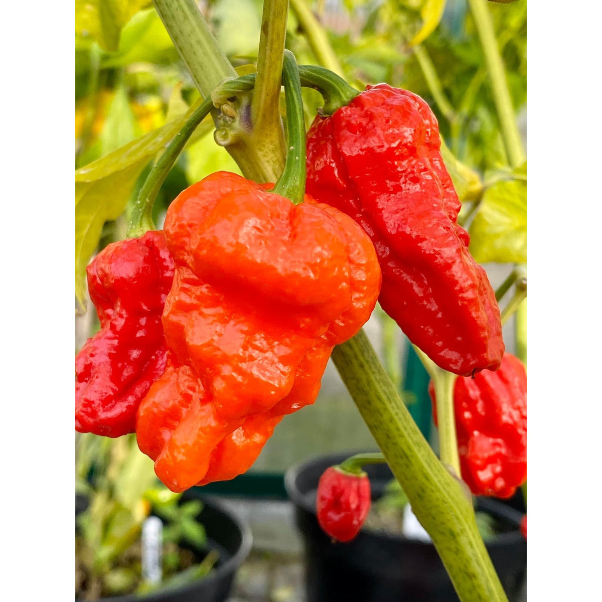 Red Bhutlah CS – Arctic Chili