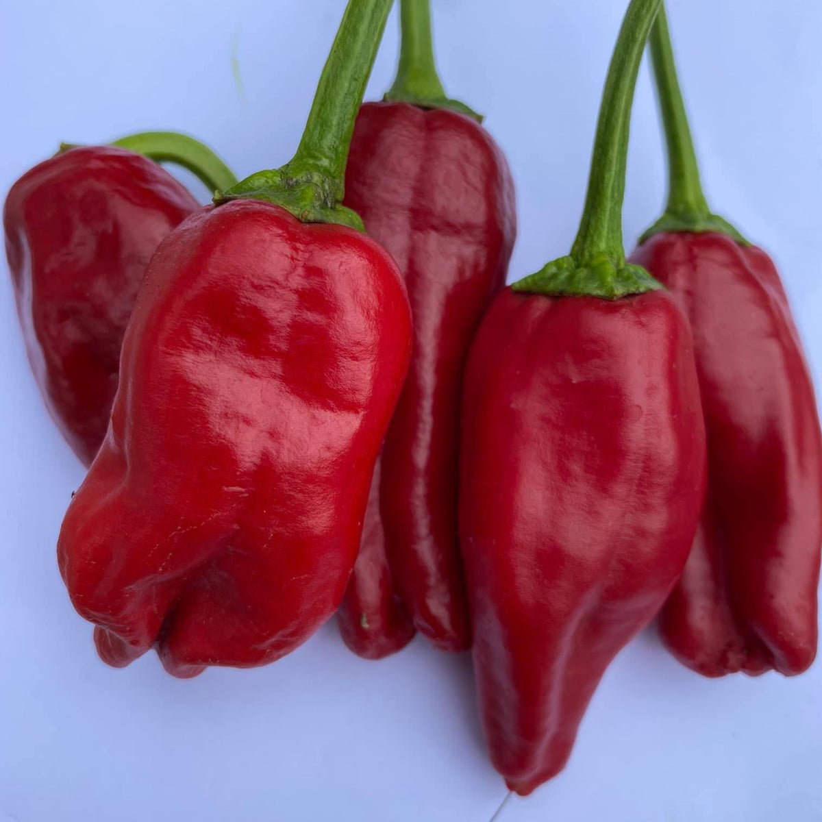 Pimente de Padron – Arctic Chili