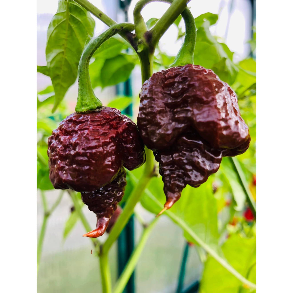 Borg 9 Chocolate – Arctic Chili