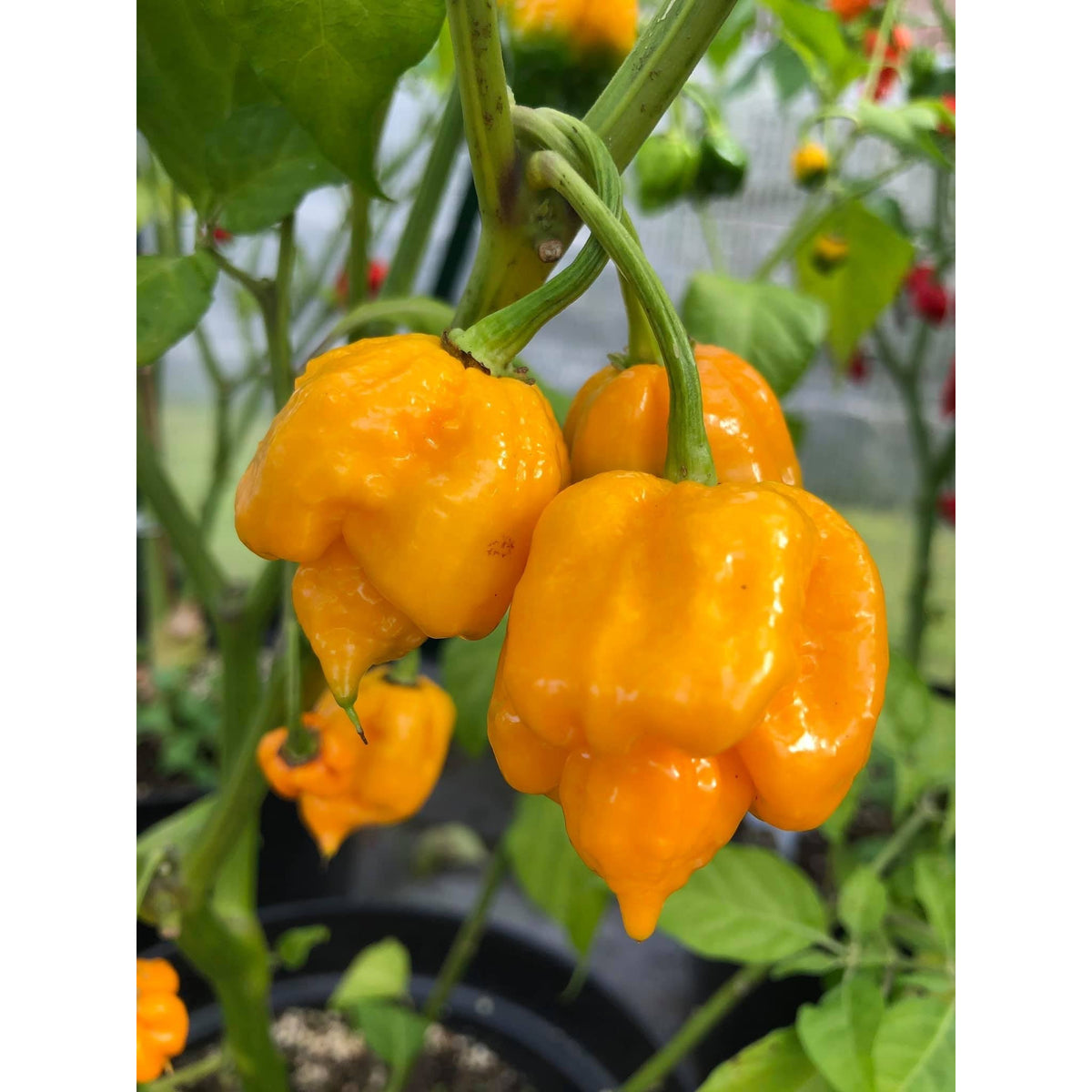 Carolina Reaper Yellow – Arctic Chili