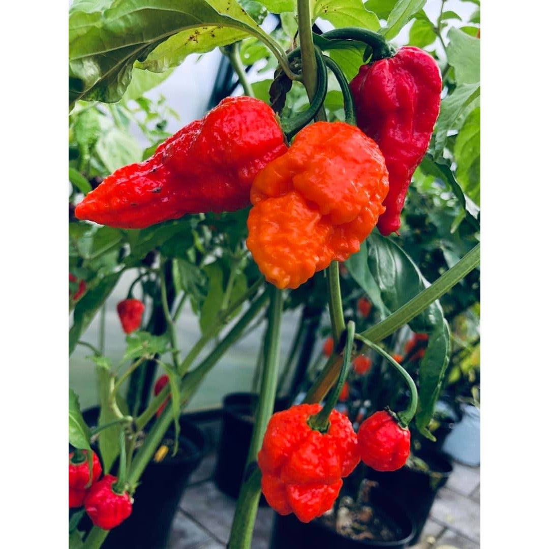 Big Red Mama BRM – Arctic Chili