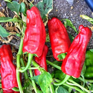 Urfa Biberi – Arctic Chili