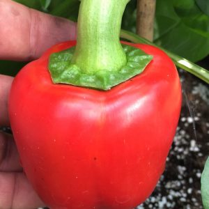 Pimento Chili – Arctic Chili