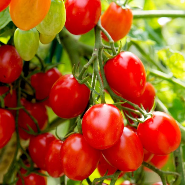 Romello – Arctic Chili